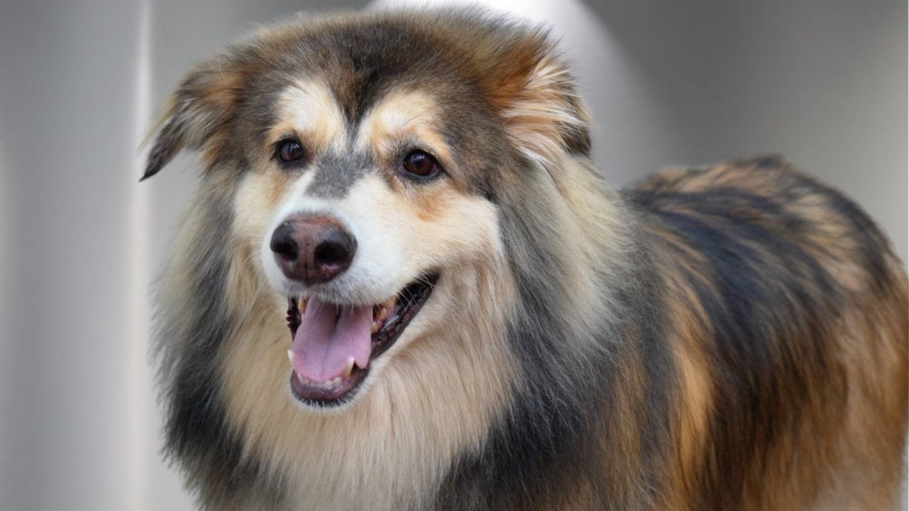 The BIGGEST, FLUFFIEST, Most Perfect Dog for Grooming 🥹 - YouTube