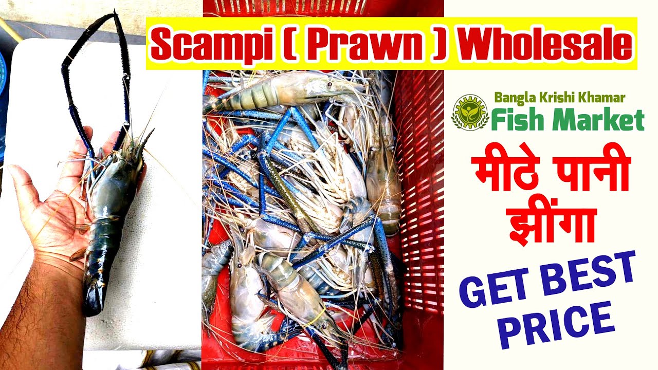 Top Quality Scampi ( Prawn ) Supplier, buy at low price from Indian ...
