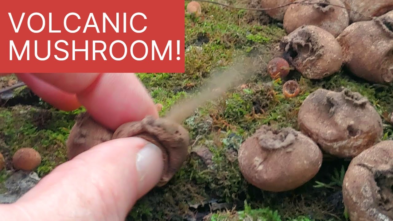 Explosive, edible Stump Puffball! how to FIND AND ID! - YouTube
