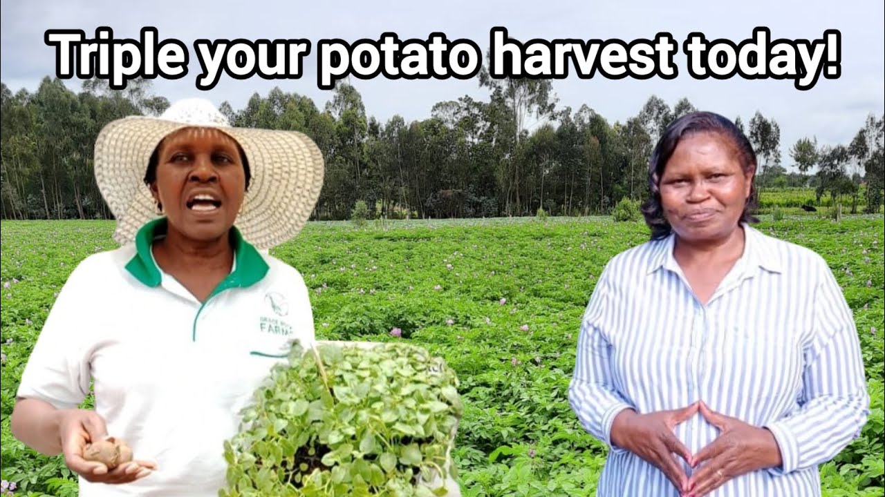 How to triple your potato harvest - featuring Grace Rock Farms - YouTube