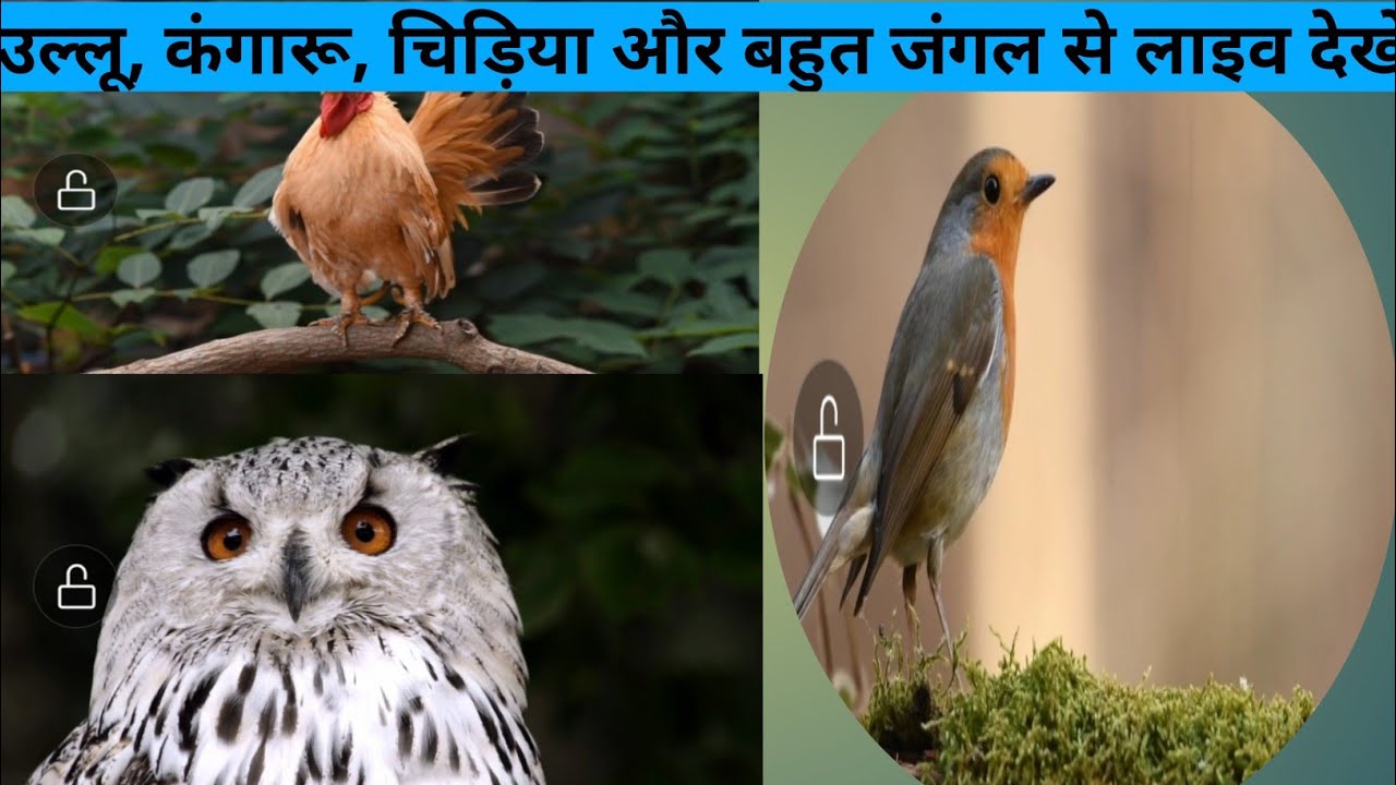 Rooster, owl, kangaroo#animallife#wildlife#Animallovers - YouTube