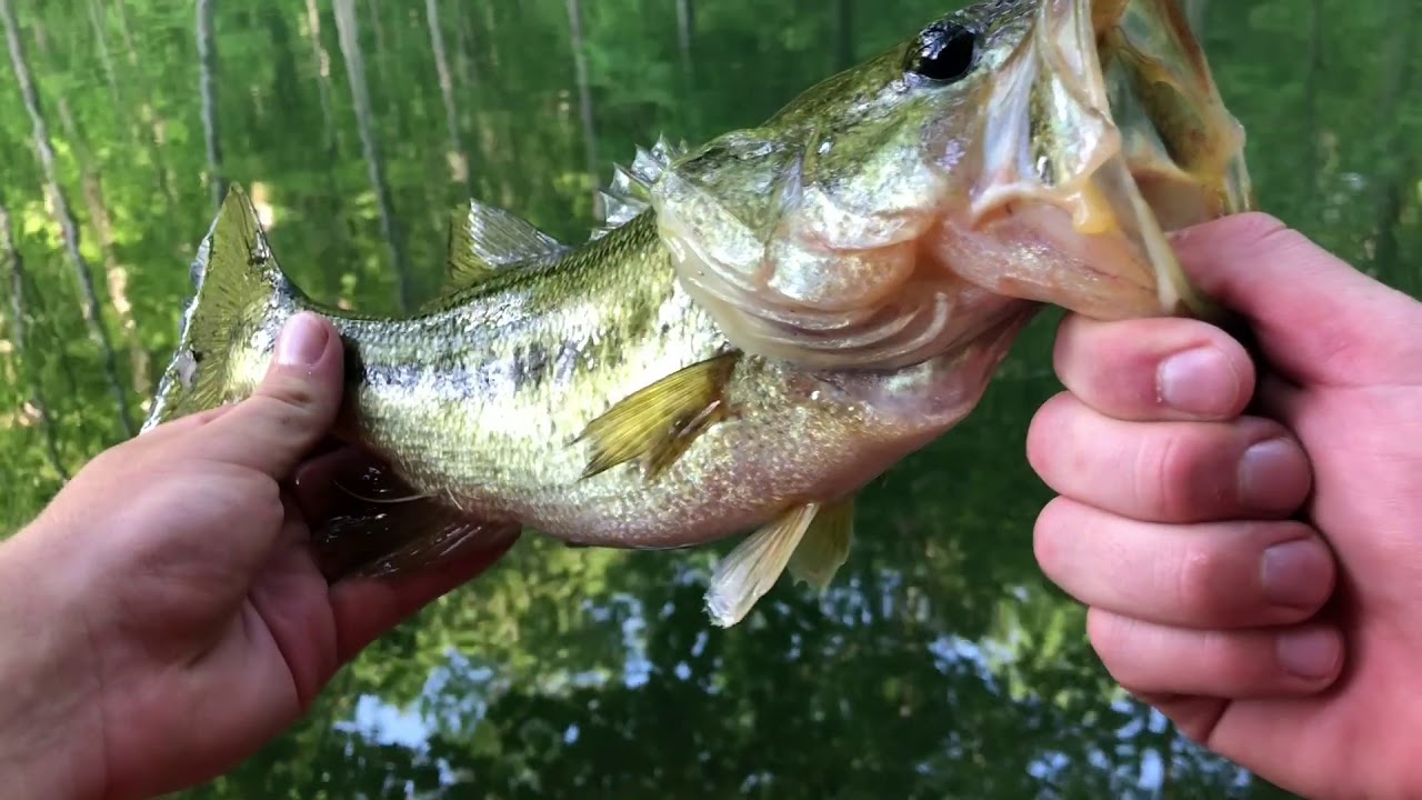 DEBUT VIDEO! Fishing MULTIPLE ponds! - YouTube