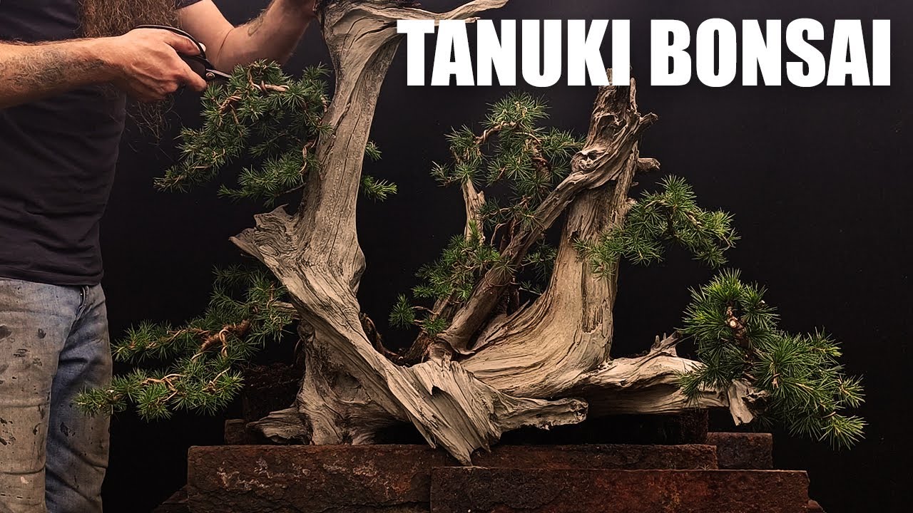 How To Make A Tanuki Bonsai - YouTube