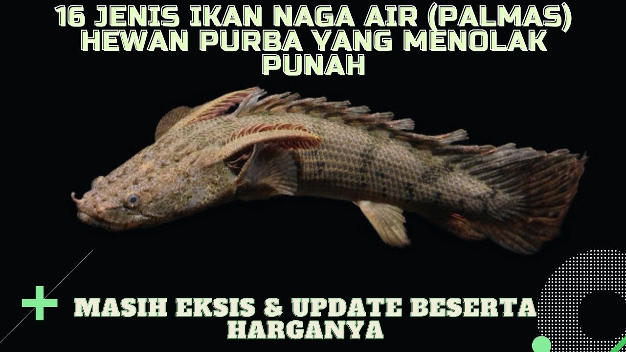 16 Jenis Ikan Naga Air (Palmas) Hewan Purba Yang Menolak Punah dan ...