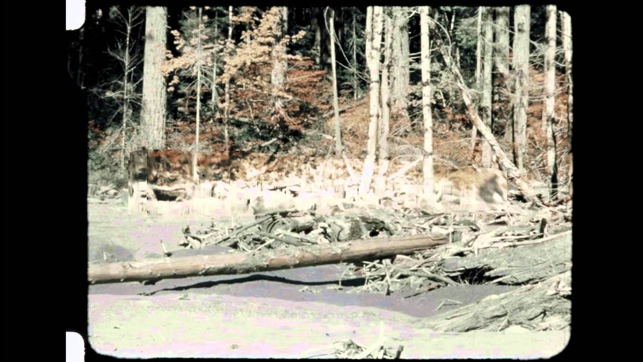 The Best of the Patterson Film 3 - YouTube