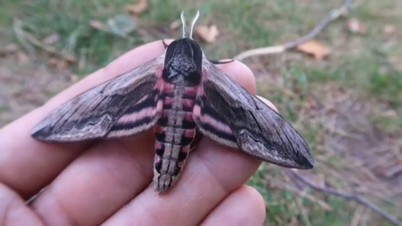 A Dutch moth I found: Privet hawkmoth - Sphinx ligustri - Sphingidae ...