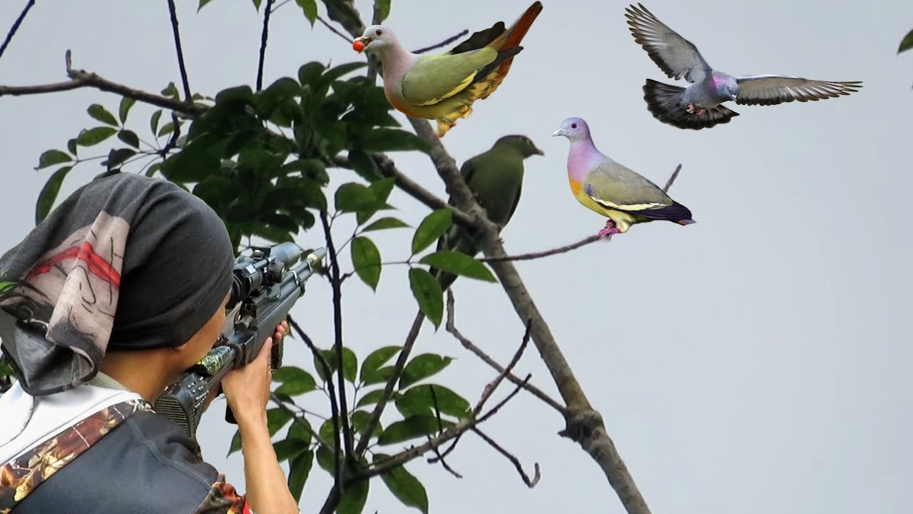 BERBURU BURUNG PUNAI DI HUTAN SARANG PUNAI - YouTube