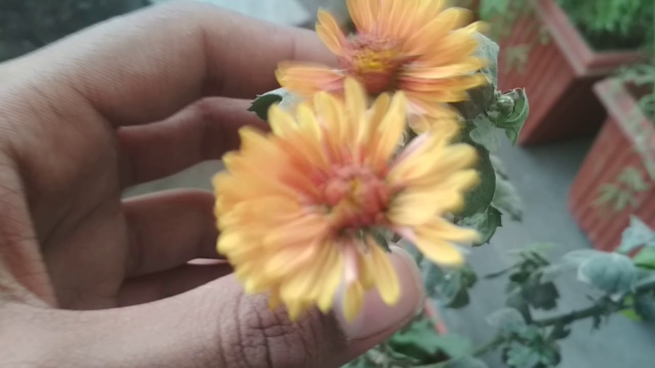 How to care Chrysanthemum - YouTube