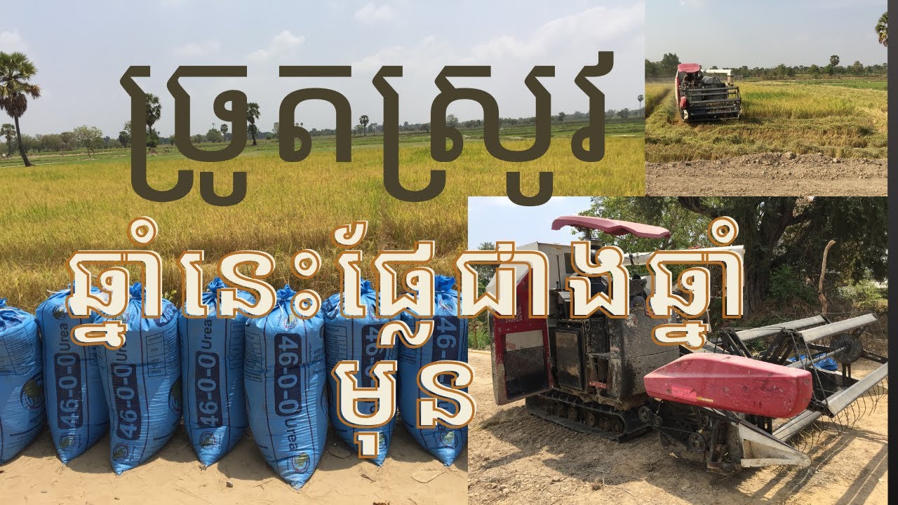 Harvest dry season rice field and get alot of rice!!!! - YouTube