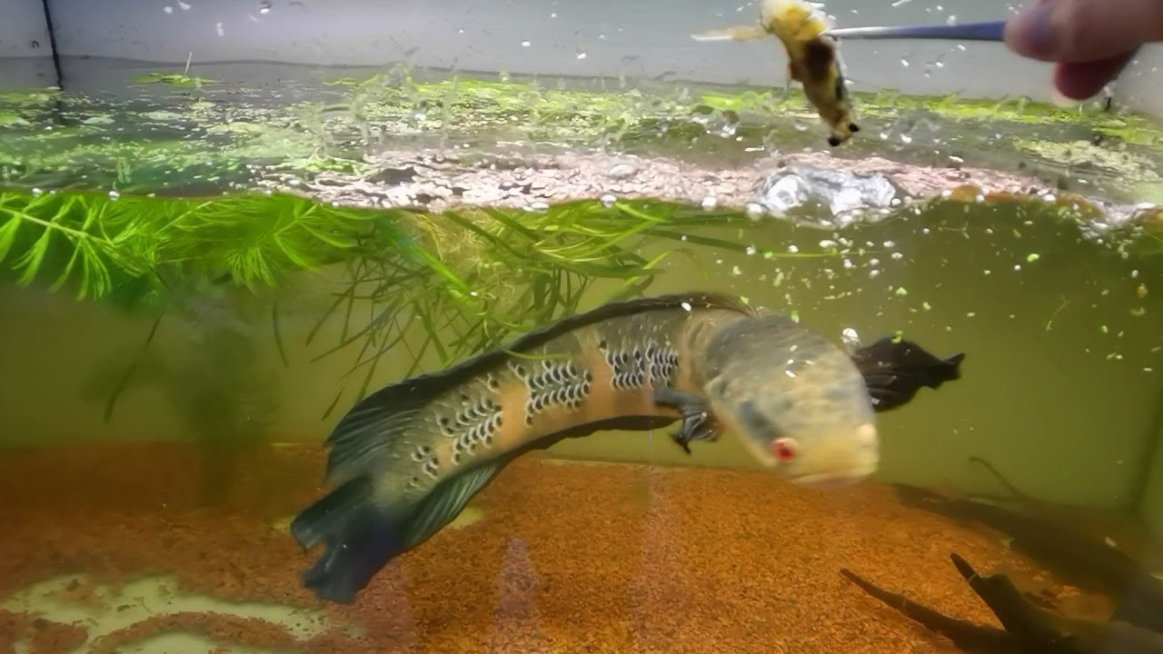 lóc vẩy rồng indo ( super red katigan ) - YouTube