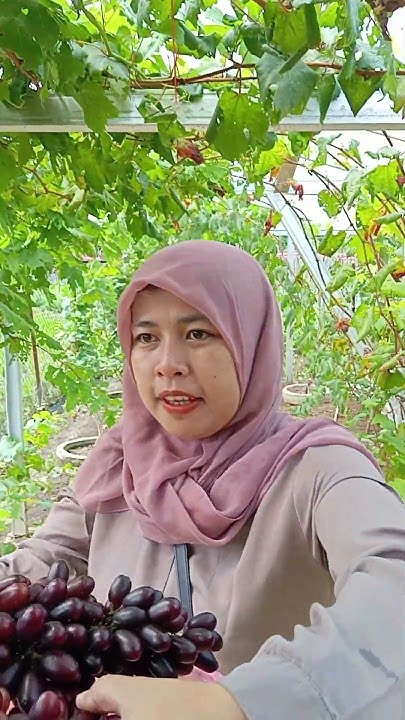 petik anggur gosv... - YouTube