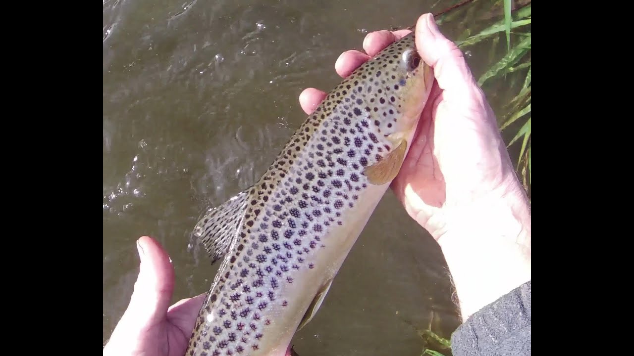 mayfly magic part 2 - YouTube