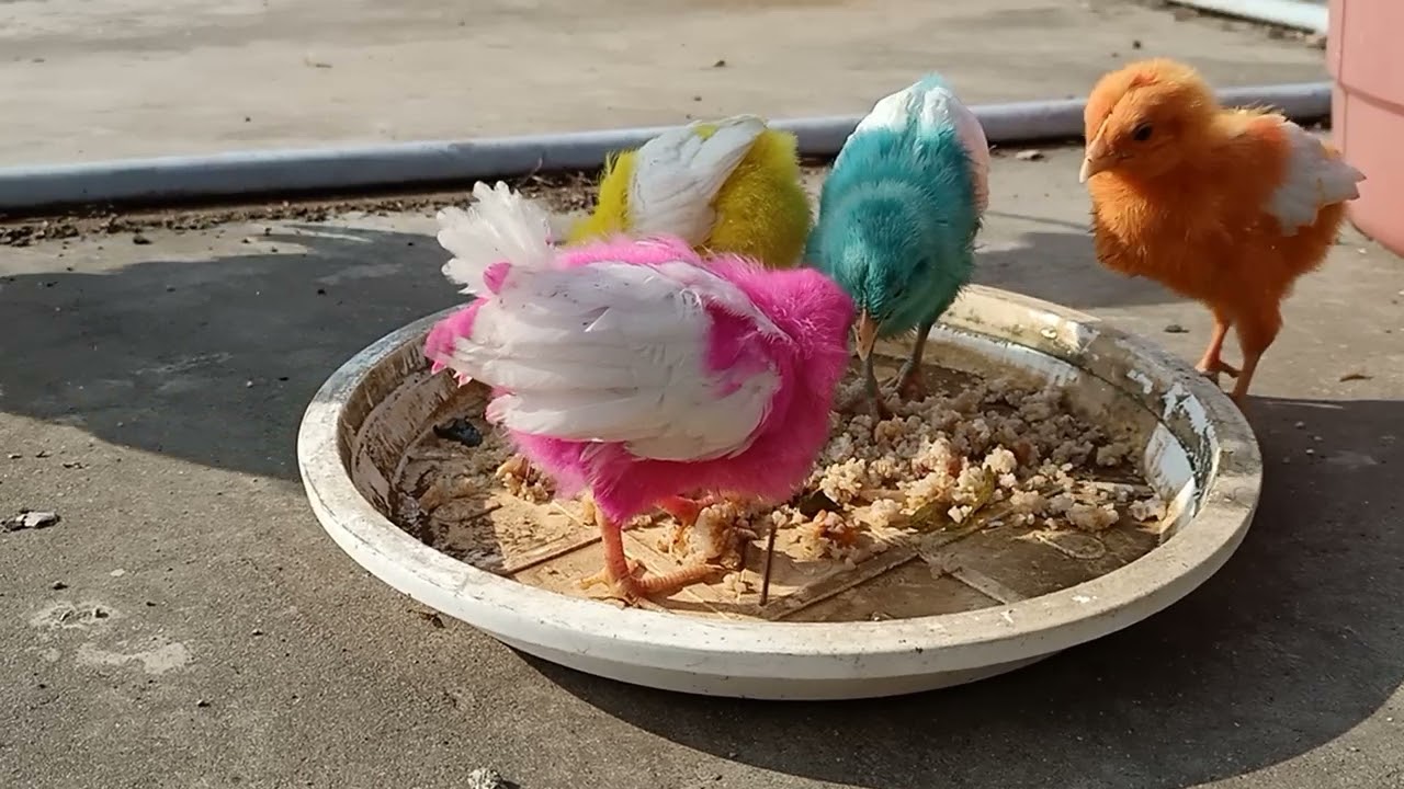 Colour Colored Chicks Morning Vlog/Koli kunju food vlog@narendra ...
