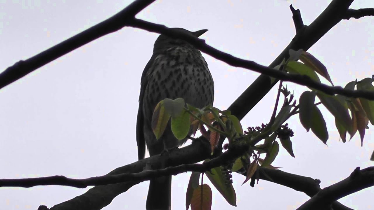 Bird Songs - Drozd zpěvný - Turdus philomelos - European Song Thrush ...