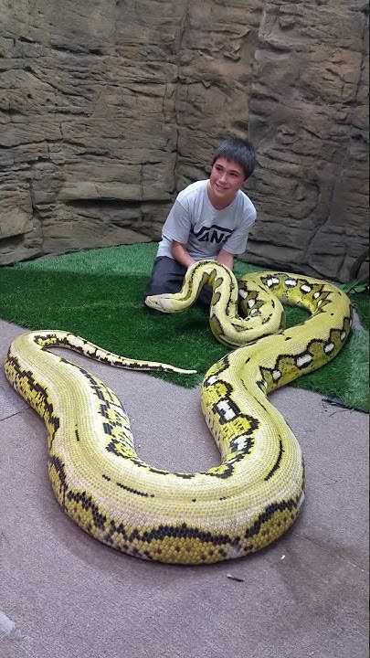 Giant Python Meets Boy - YouTube