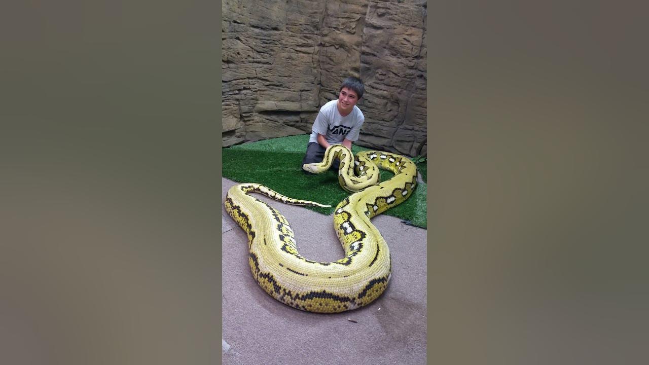 Giant Python Meets Boy - YouTube