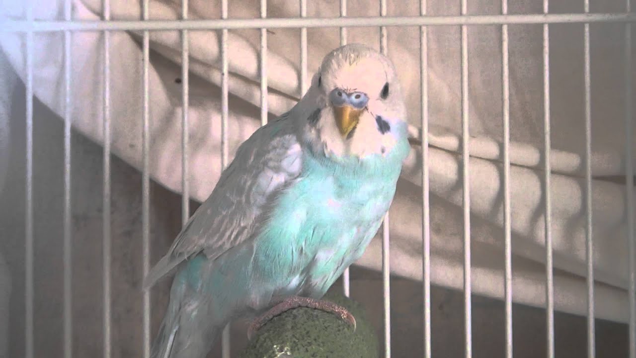 Sky Blue Opaline Greywing Budgie/Parakeet (Jerome) - YouTube