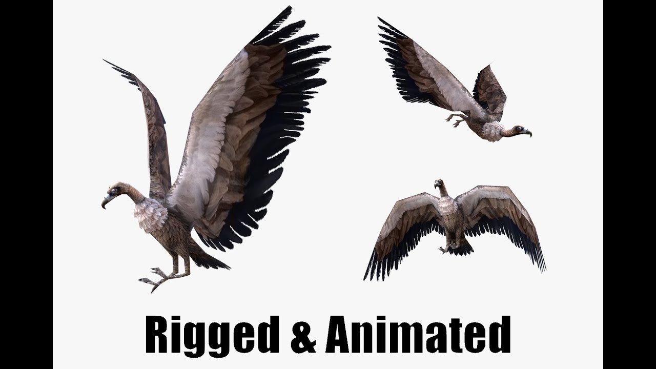 3D Vulture Animations - YouTube