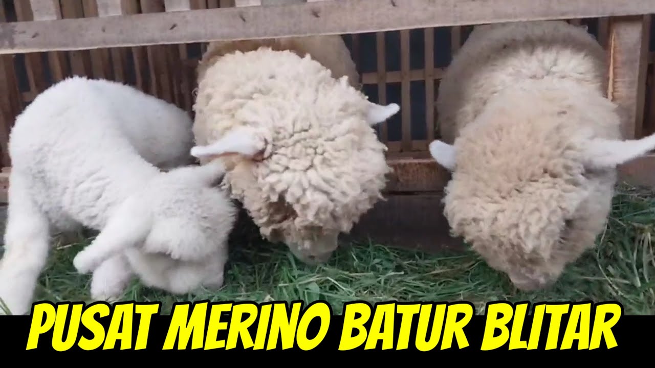 PUSAT DOMBA MERINO BATUR NUSANTARA JAYA FARM PUNYA MERINO TERBESAR DI ...