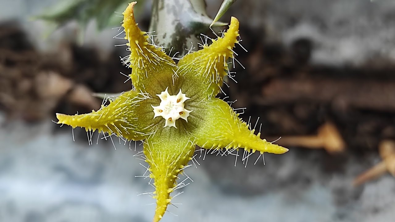 Orbea Dummeri, Huernia y Stapelia - YouTube