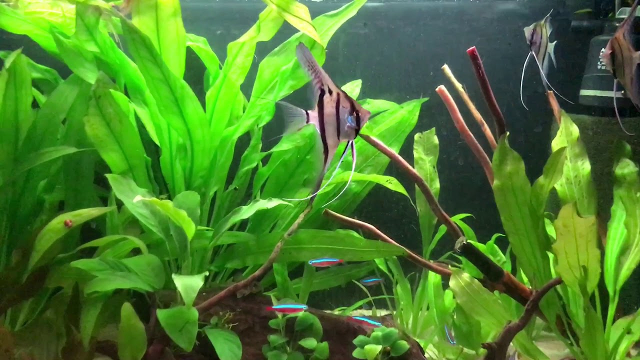 Rio Nanay angelfish in 100l aquarium - YouTube