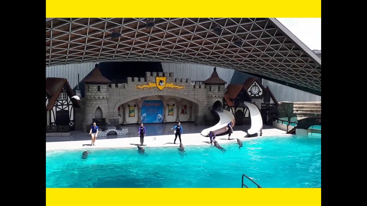 Dolphins show@Marineland, Toronto - YouTube