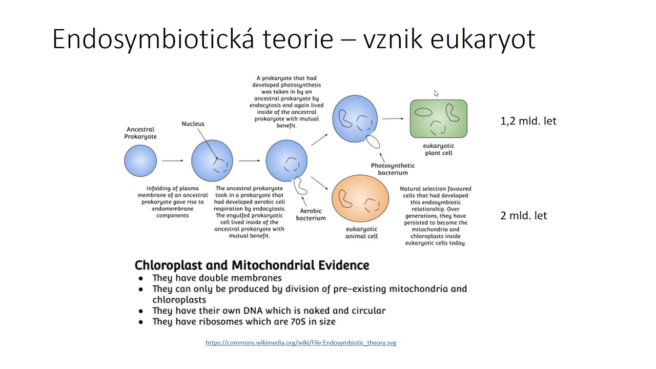 Vznik života IV - endosymbióza - YouTube