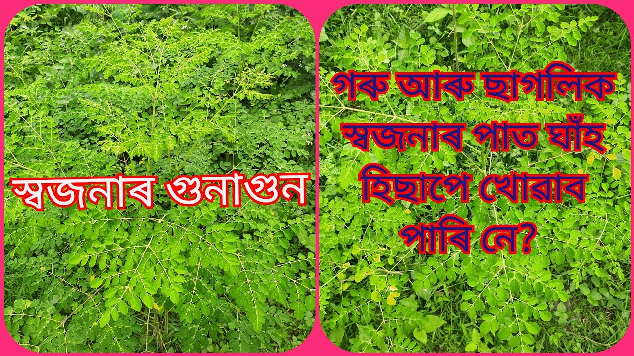 #moringa #moringapkm1 Assam goat farm. moringa grass for goat and cow ...