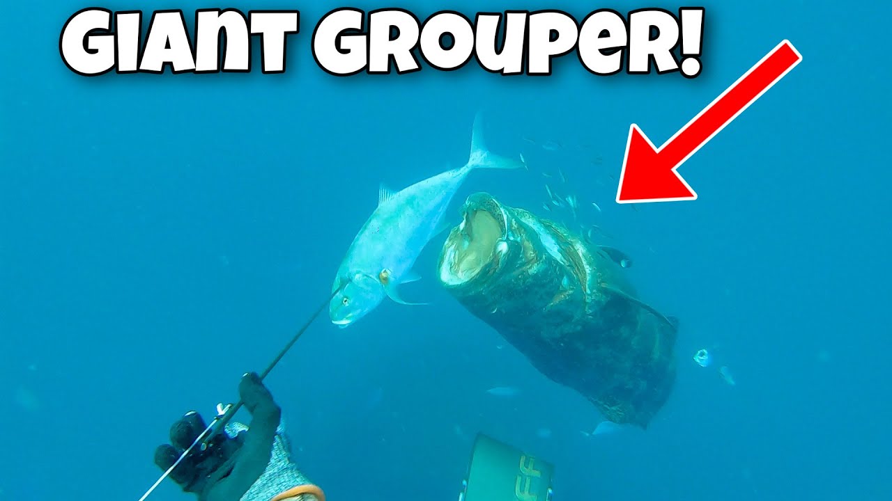 MONSTER GROUPER ATTACKS Our FISH While SPEARFISHING!! - YouTube