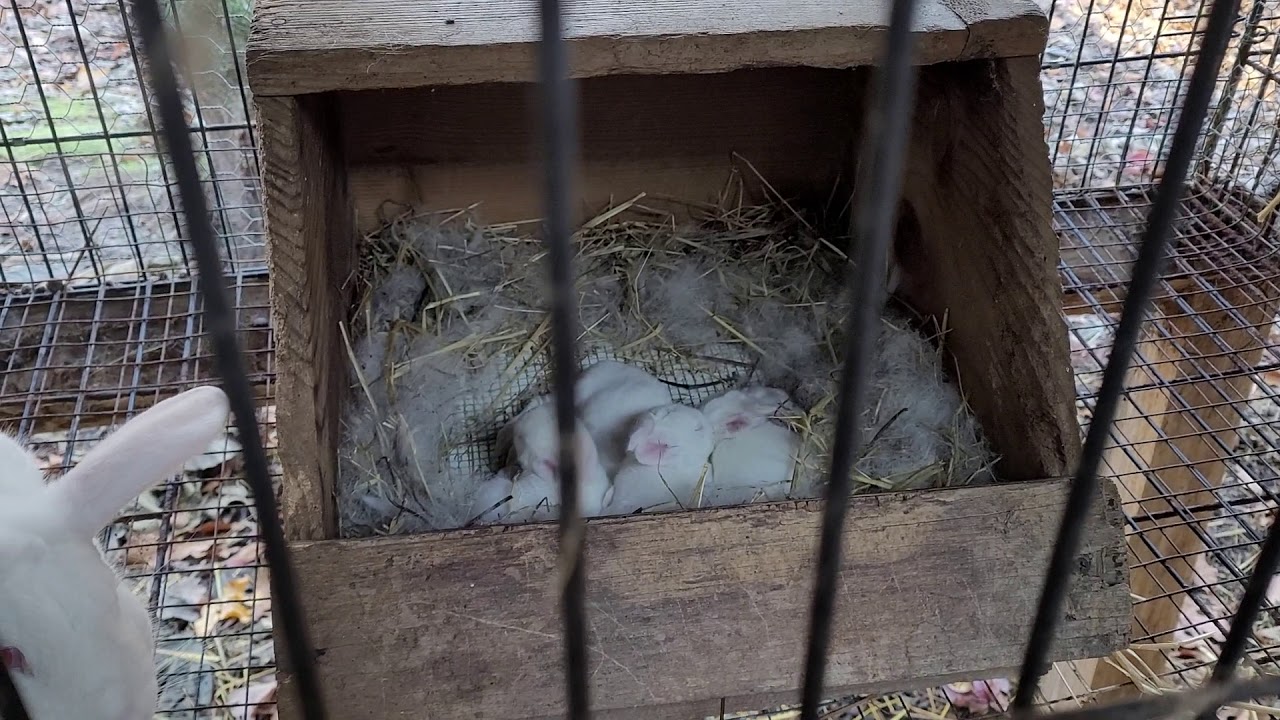 Woke up to Rabbit Squealing! - YouTube