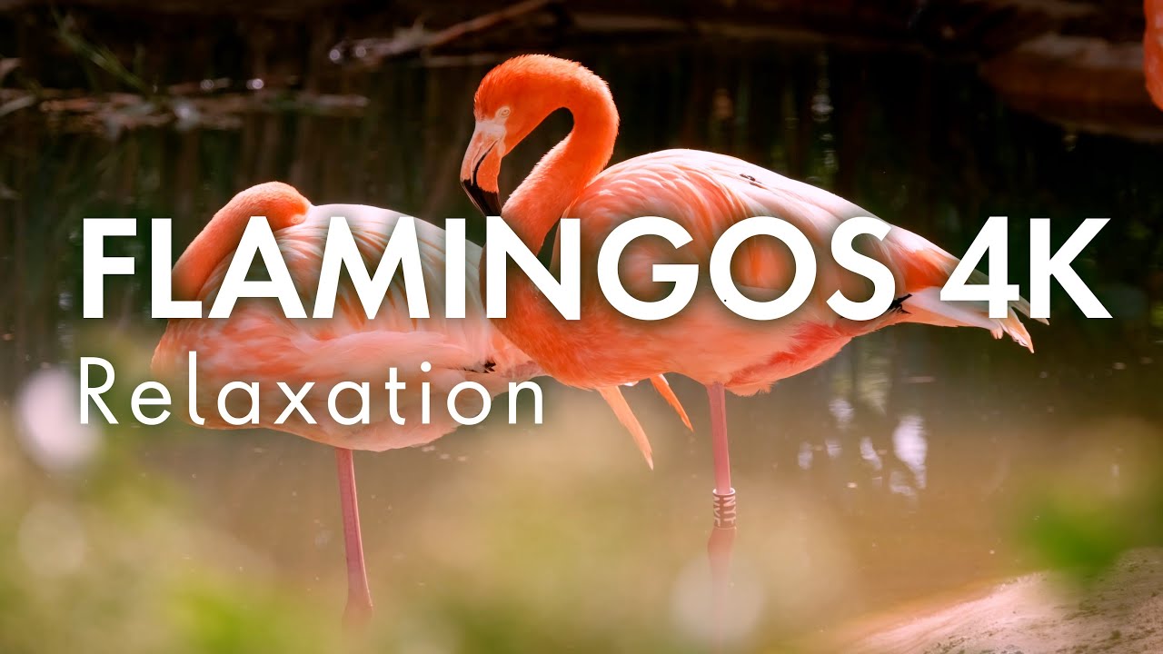 FLAMINGOS 4K, Relaxing Music For Stress Relief - YouTube