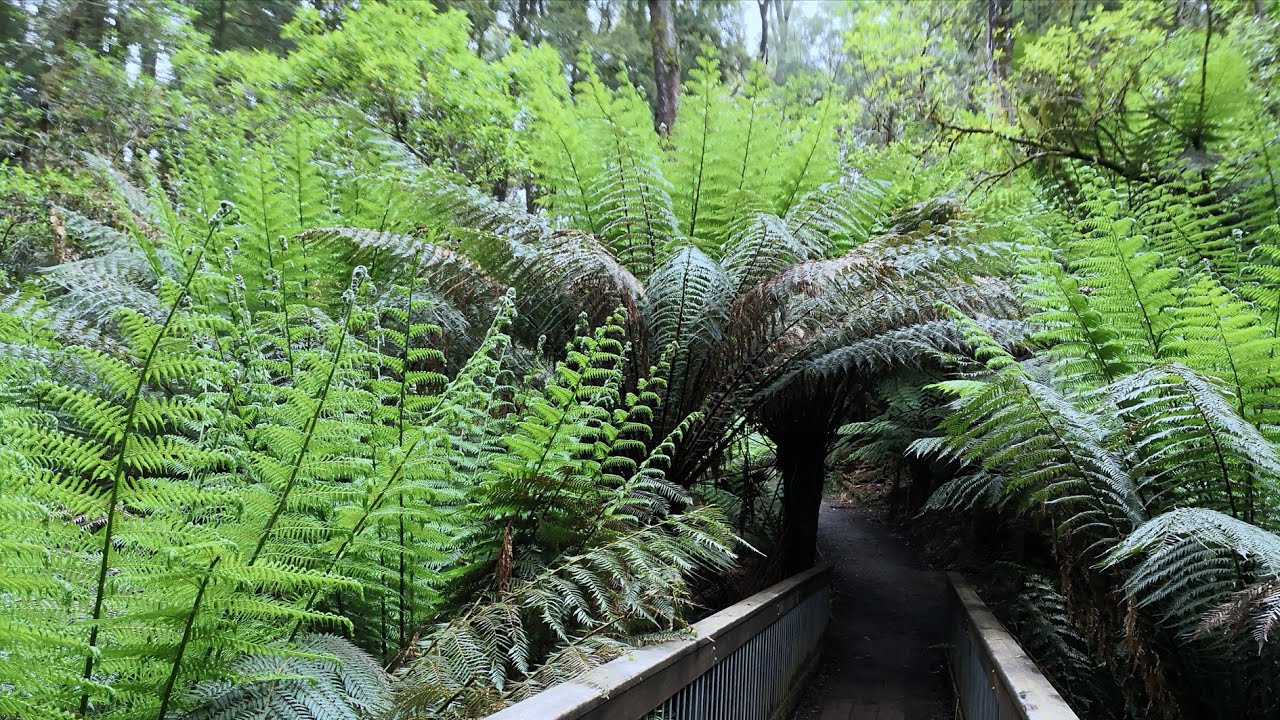 Melba Gully Rainforest Walk - Great Ocean Road - YouTube