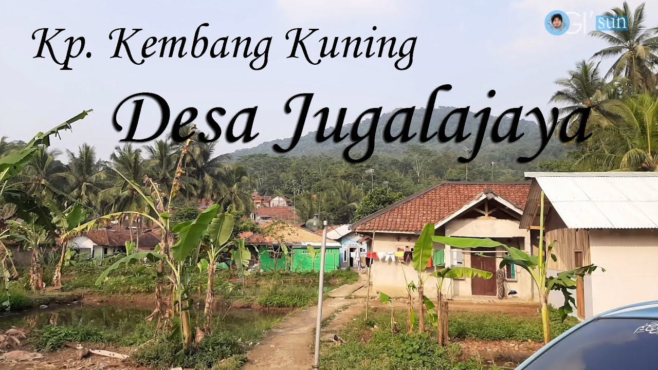 Indahnya Sawah Garung Kp Kembang Kuning, Desa Jugalajaya Jasinga Bogor ...