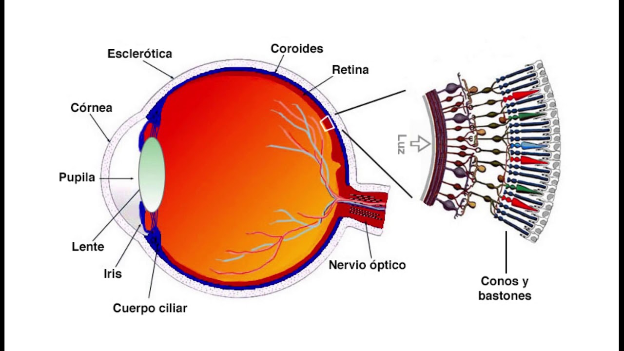 ¿Cuántos colores podemos ver? ¿Cómo es que podemos ver el color? - YouTube
