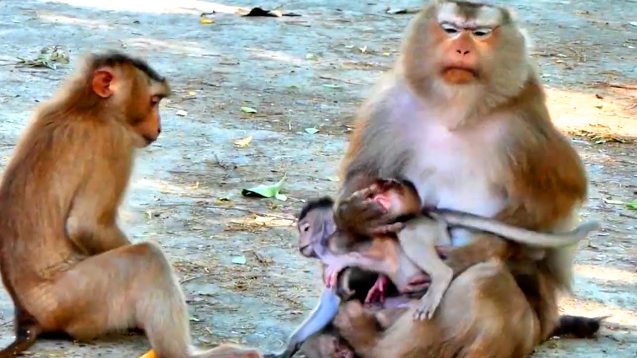 New Amazing! look the baby Emily sleep on the mama Ally - Ally was best ...