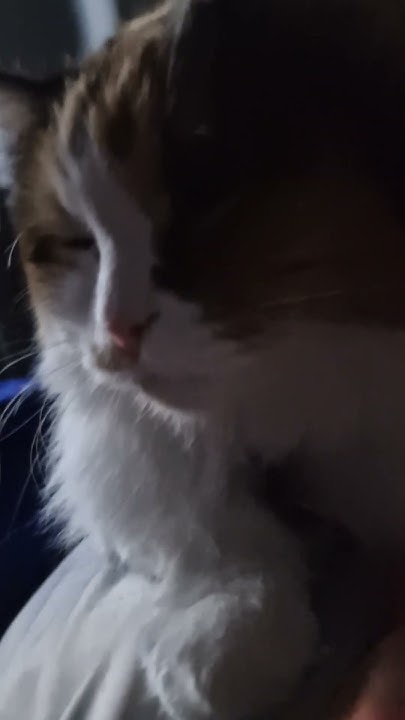 21-7-24 Night time snuggles and cuddles 💕 ️ 💖 💗 💓 😍 - YouTube