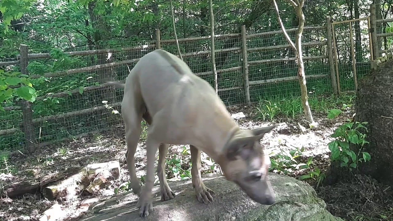 Stella 5 month old Thai Ridgeback for sale velvet coat - YouTube