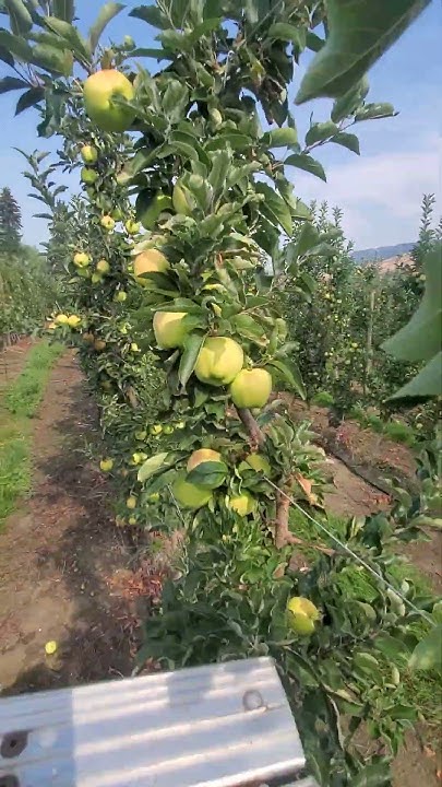 My apple orchard lakecountry canada - YouTube