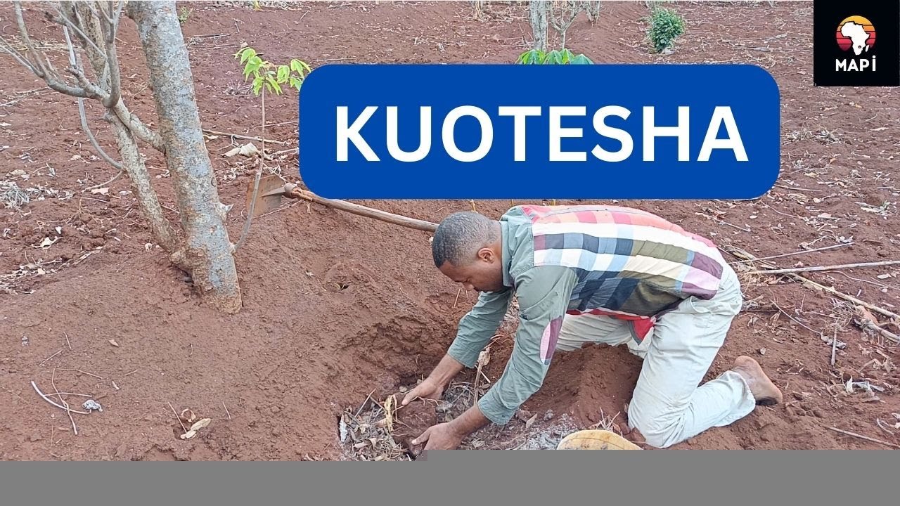 JINSI YA KUOTESHA VIAZI VIKUU #african #viazi - YouTube