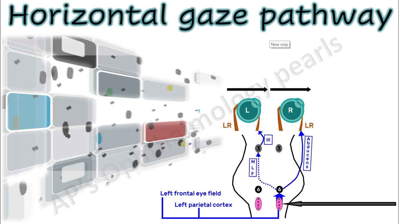 Horizontal gaze pathway - YouTube