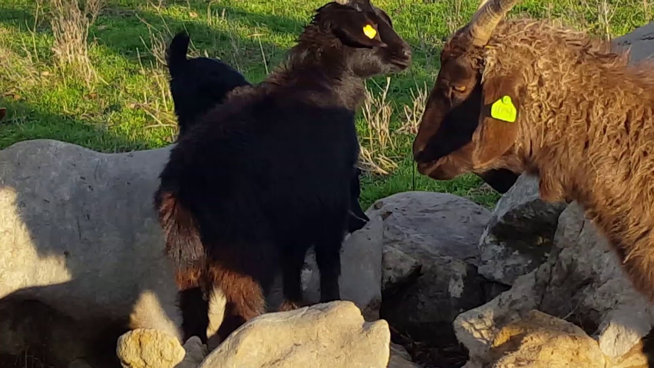 First Spanish Goat Kid Of 2020 At Calfee Farms - YouTube