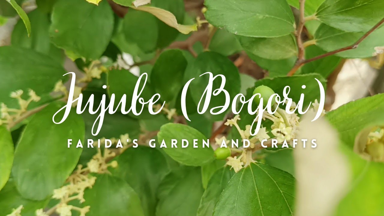 Jujube (Bogori) Plant | Terrace Garden | Farida's Garden and Crafts ...