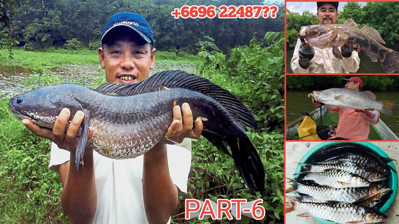 Learn Fish Names with pictures in Malay & Rohingya Language | PART-6 ...