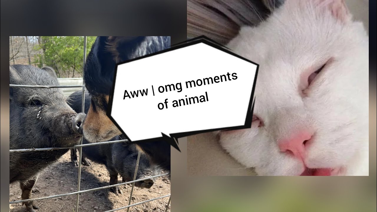 some acts of animals which definitely make you aww or omg. - YouTube