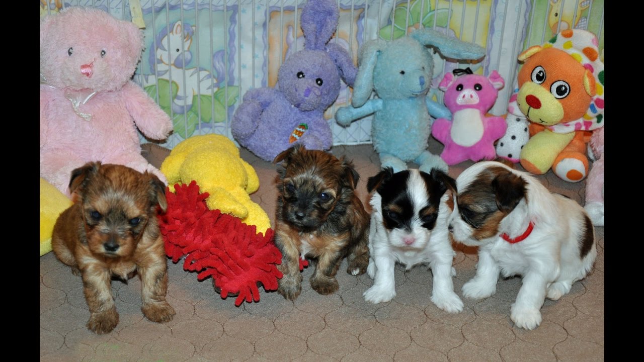 Yorkie puppies 4 weeks old - YouTube