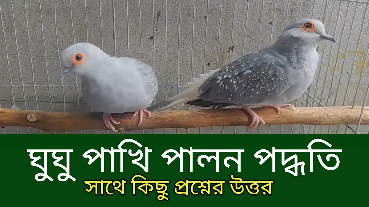 ঘুঘু পাখি পালন পদ্ধতি | ঘুঘু পাখির কি কি সমস্যা আসে | সব প্রশ্নের উত্তর একসাথে। Ghughu Pakhi ...