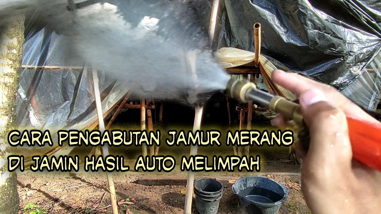 Cara pengabutan/pengembunan jamur merang yang benar supaya tumbuh ...