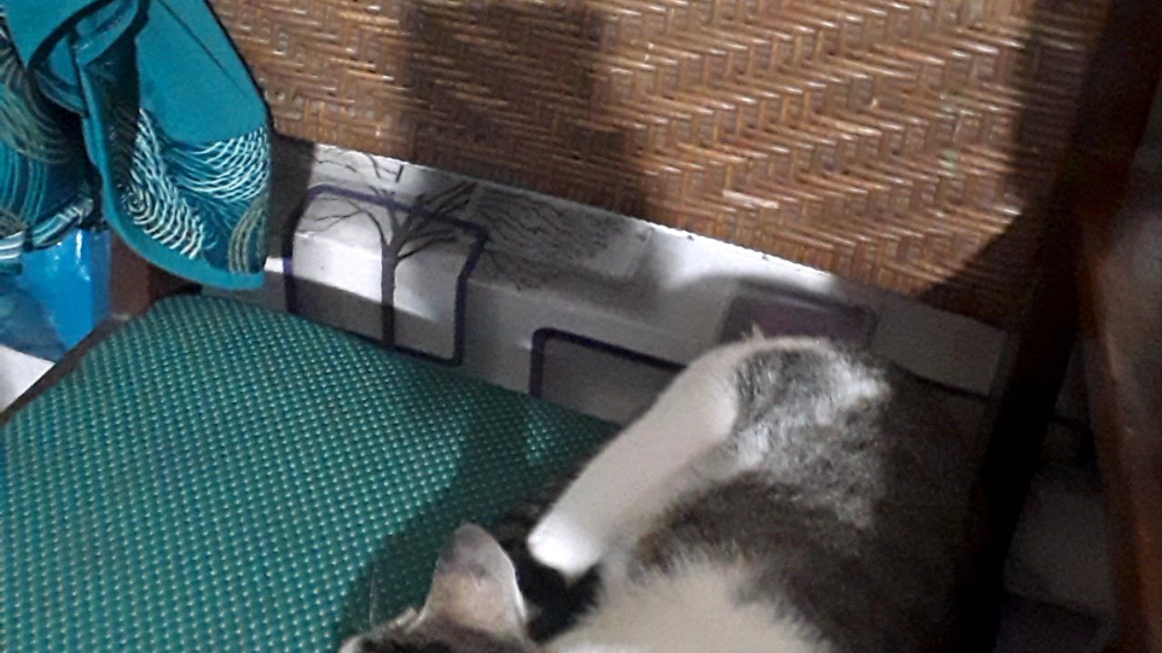 kucing tidur - YouTube