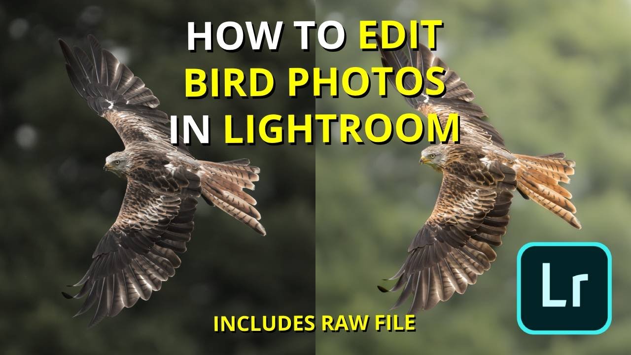 How to Edit Bird Photos in Lightroom ! Get Great Results FAST ! Simple ...