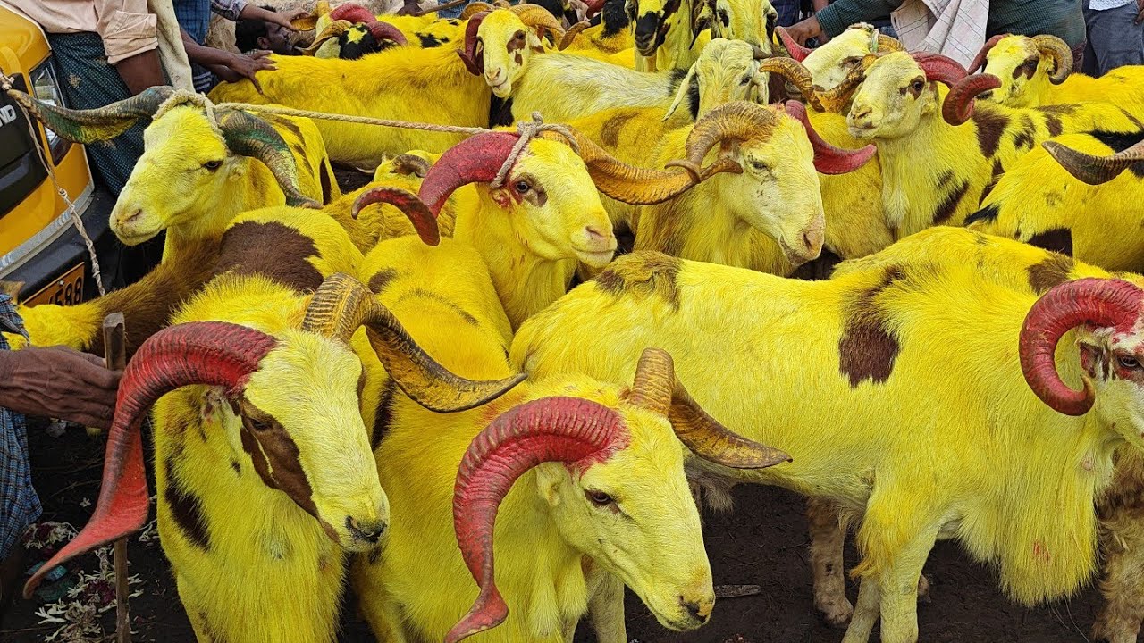 RETTERI GOAT&SHEEPS MARKET | ALL SIZE GOAT&SHEEPS AVILABLE [23|06|2023 ...